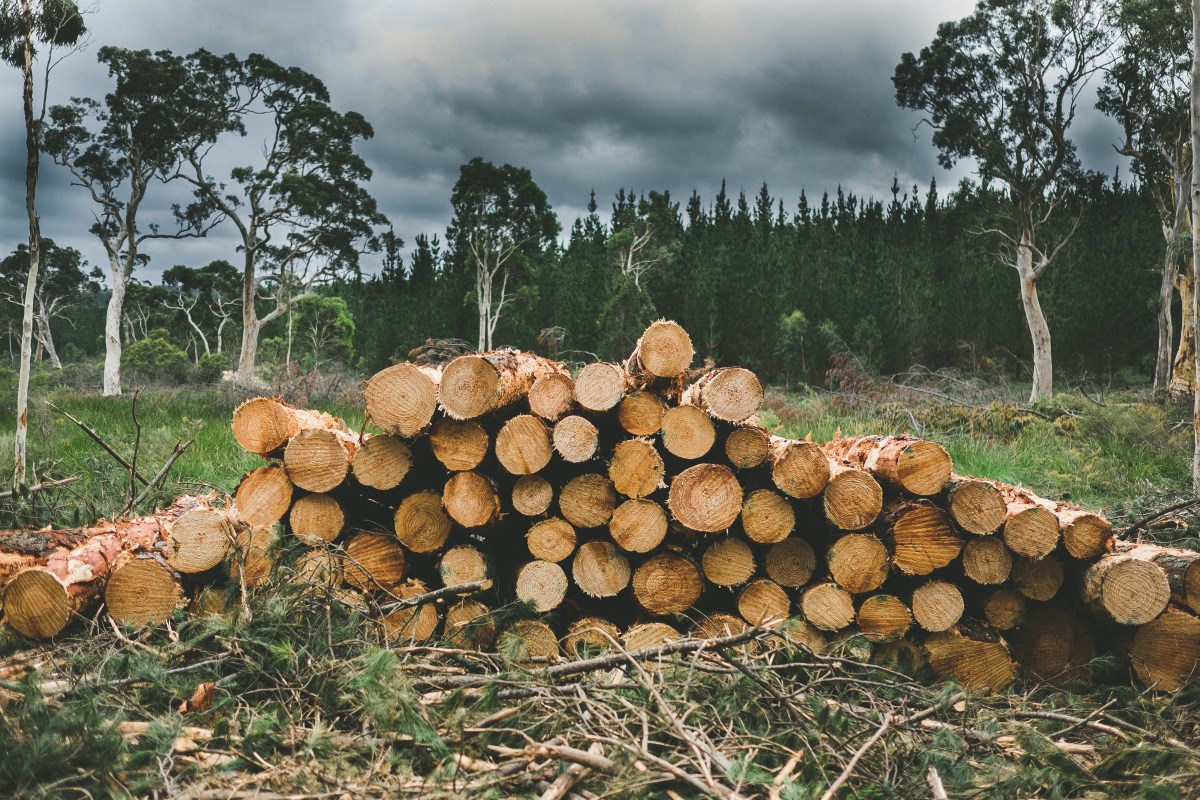 What is the Meaning of the Floating Axe Head in the Bible? – Courage ...